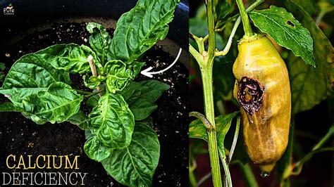 Unlocking the Secrets of the Pepper Deficiency Chart - Imaginative Minds