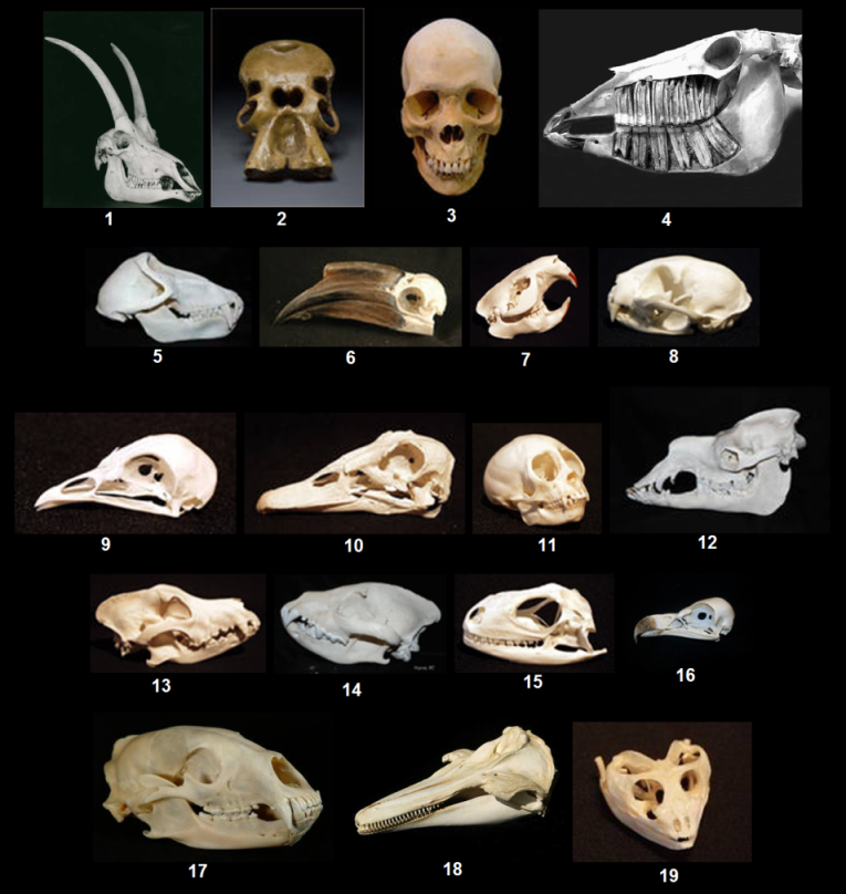 Maximize Your Knowledge and Value with an Animal Skull Identification ...
