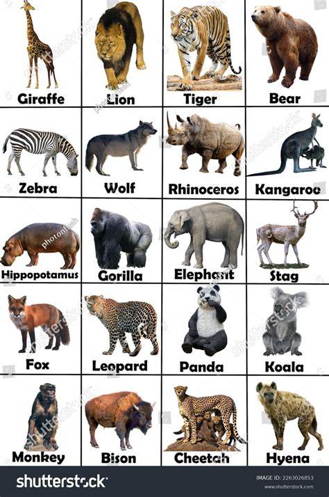 Understanding Animals Chart: A Simple Guide to Animal Classification ...