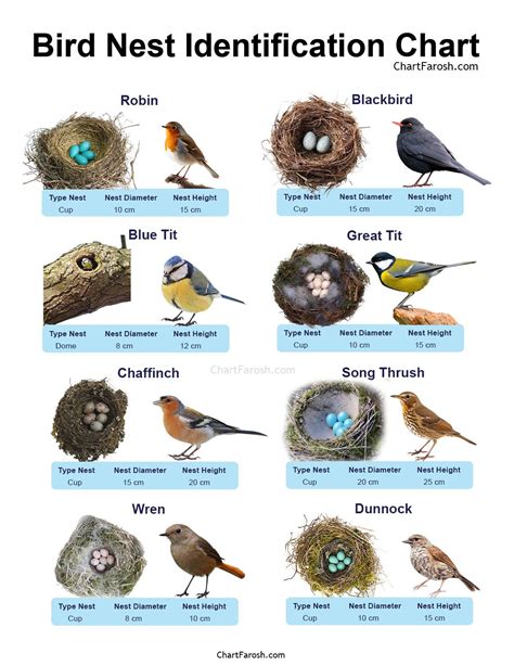 Bird Nest Identification Chart: The Ultimate Guide to Recognizing Bird ...