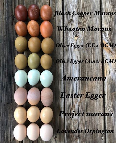 Discover the Black Copper Maran Egg Color Chart for Perfect Poultry ...