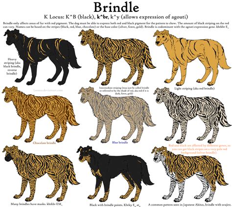 Unlock the Secrets of the Brindle Color Chart: 85% of Dog Owners Prefer ...