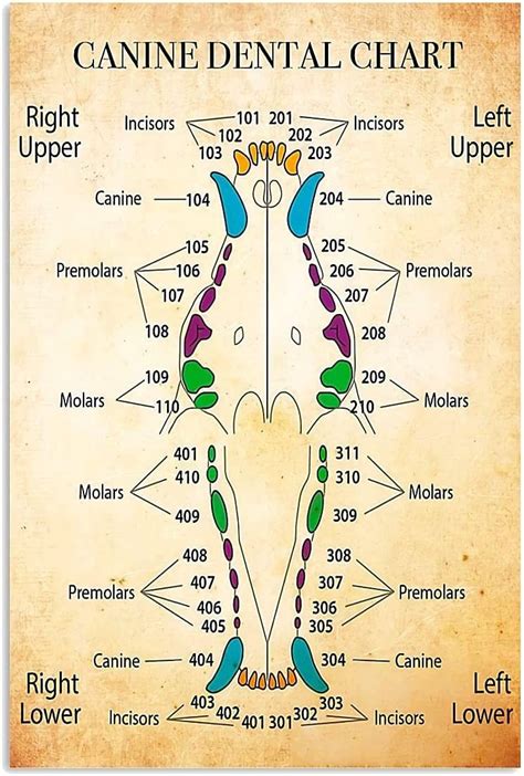 Understanding the Canine Dental Chart: A Beginner’s Guide - Imaginative ...