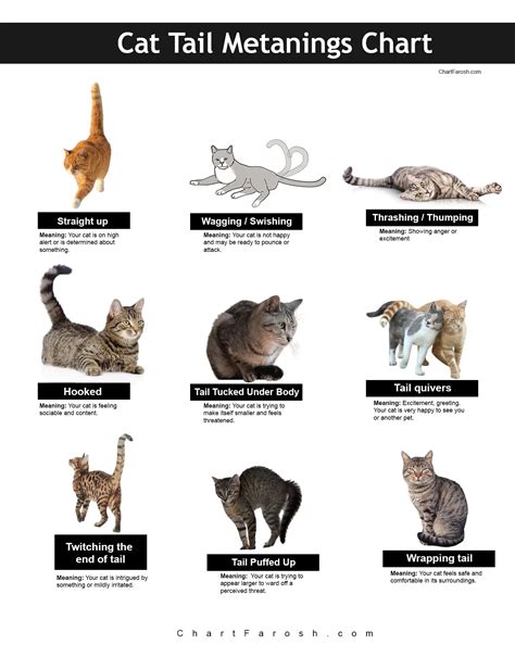 Decode Your Feline's Feelings with Our Cat Tail Meanings Chart ...