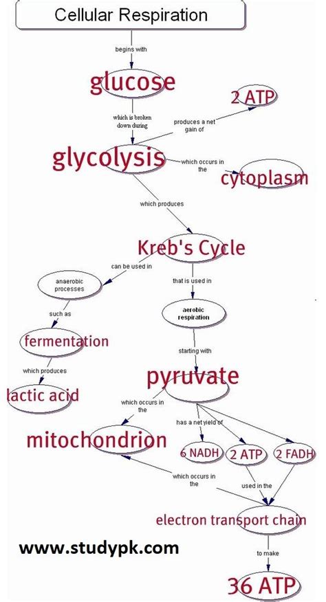 Comprehensive Cell Respiration Flow Chart Explanation - Imaginative Minds