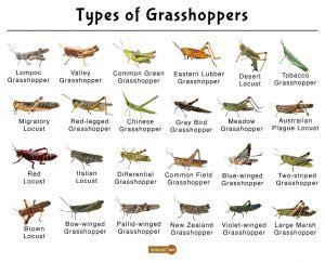 Discovering the Spectrum: Chart Grasshopper Types as a Colorful ...