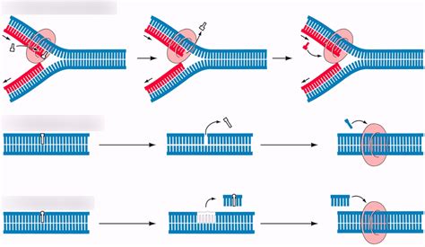 What Enzyme Fixes Errors In Coding Dna Replication - Imaginative Minds