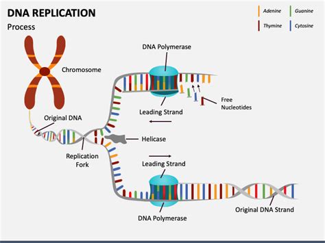 What Enzyme Fixes Errors In Coding Dna Replication - Imaginative Minds