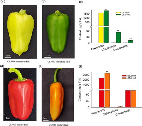 Unlocking the Secrets of the Pepper Deficiency Chart - Imaginative Minds