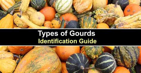 Comprehensive Gourd Identification Chart: Visual Guide to Varieties and ...
