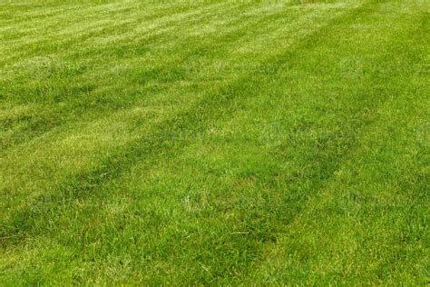 Seamless Mowed Grass Texture Images - Imaginative Minds