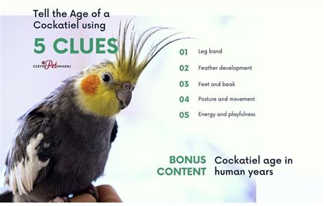 The History and Origins of the Cockatiel Age Chart - Imaginative Minds