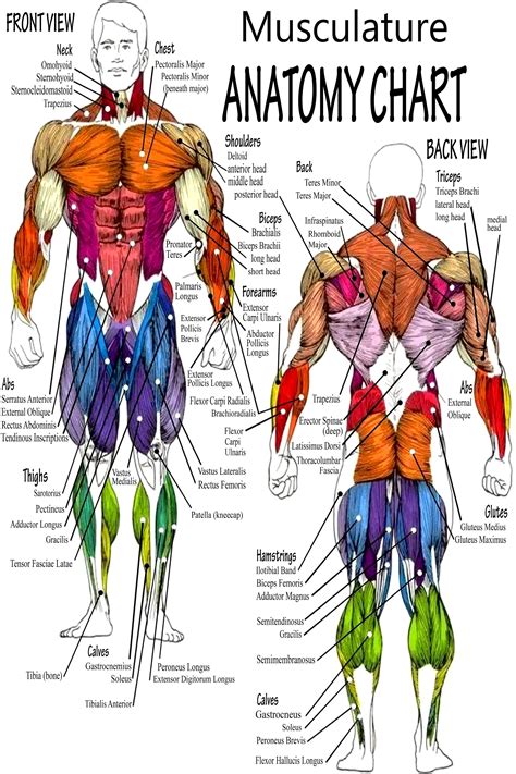 The Ultimate Human Body Anatomical Chart: Your Definitive Guide ...
