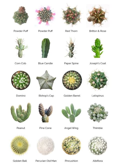Mastering Botany: An Expert Guide to Identification Types of Cacti ...