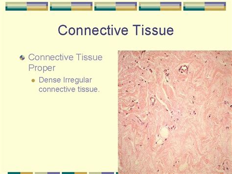 Tissue Is Avascular. Is What Tissue - Imaginative Minds