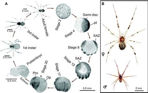 Interpreting the nuances of arachnid life cycles: A comprehensive ...