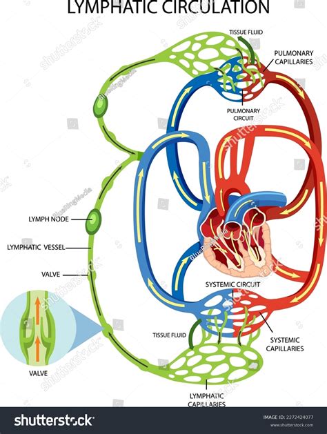 Flow Like a Pro: The Ultimate Lymphatic Flow Chart Guide - Imaginative ...