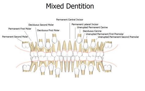 The History and Origin of the Mixed Dentition Chart - Imaginative Minds