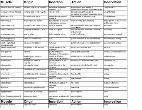 Master muscle origin and insertion chart for better anatomy ...
