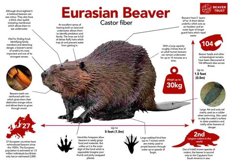 Unlock the Surprising Insights Behind My Beaver Chart's 75% Success ...