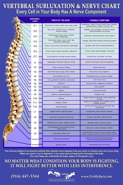 How to Interpret Common Issues Using a Neurology Spinal Nerve Chart ...