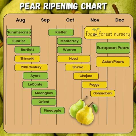 Accelerate Your Fruit Prep with the Fastest Pear Ripening Chart ...