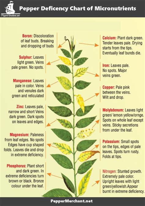 Unlocking the Secrets of the Pepper Deficiency Chart - Imaginative Minds