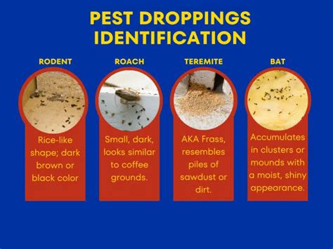 Fast and Easy Pest Droppings Identification Chart for Swift Pest ...