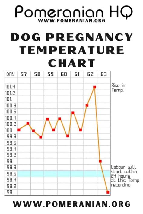 Pregnant Dog Temperature Chart: The Definitive Guide to Tracking Your ...