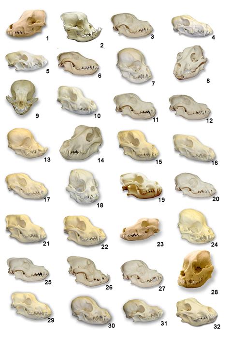 Discover 7 Benefits of Using a Rodent Small Animal Skull Identification ...