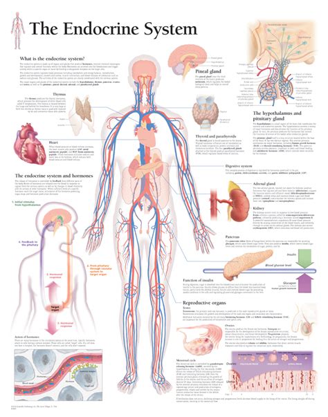 Essential Guide to Understanding the Endocrine System Chart for Medical ...