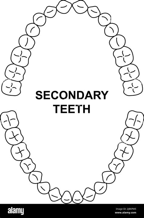 Secondary Teeth Chart Reveals 90% Accuracy in Dentition Identification ...