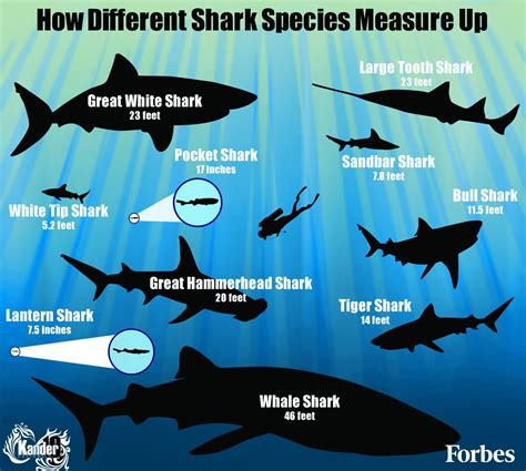7 Benefits of Using a Shark Sizing Chart for Perfect Fit - Imaginative ...