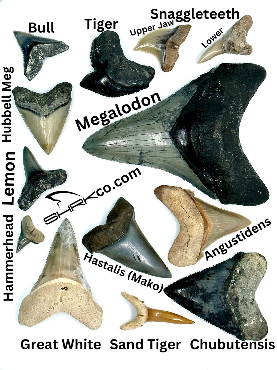 Quick Guide to Shark Tooth Identification Chart for Fast Recognition ...