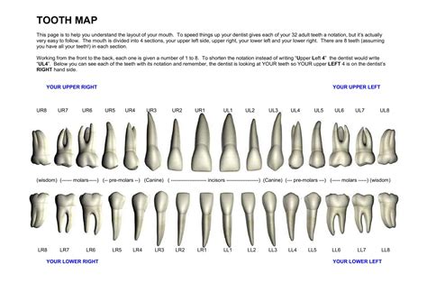 Download a Printable Tooth Chart with Numbers Today - Imaginative Minds