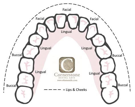 How to Read a Tooth Surface Chart for Better Dental Care - Imaginative ...