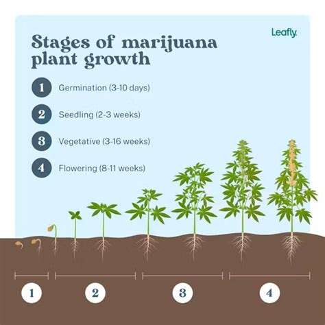 Master the weed growth chart for optimal plant health Today ...