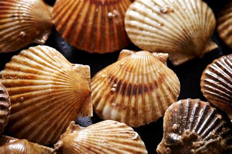 Understanding the Essential Uses of a Scallop Size Chart for Seafood ...